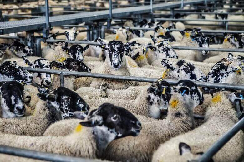 What Are The Procedure And Documentation For Export Of Livestock What Are The Procedure And Documentation For Export Of Livestock